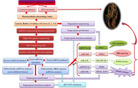 Ijms Free Full Text Exploration Of Aba Responsive Mirnas Reveals A