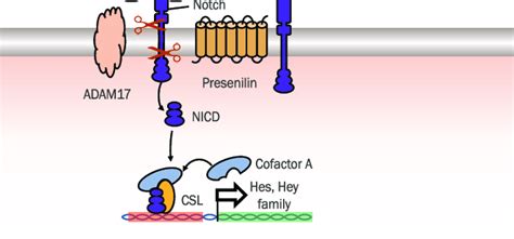Schematic View Of Notch Signaling Signal Transduction From Notch