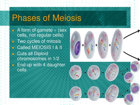 Chapter 11 Intro To Genetics Ppt Download