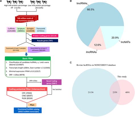 The Computational Pipeline Used To Identify Lncrna Genes From Rna Seq