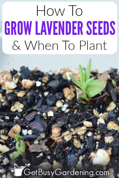 Growing Lavender From Seed Complete How To Guide Get Busy Gardening