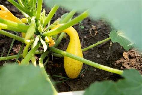 Squash Plant