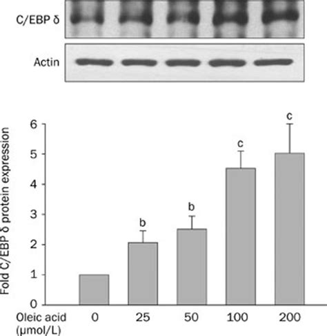 The Protein Expression Of Ccaat Enhancer Binding Protein C Ebp Delta