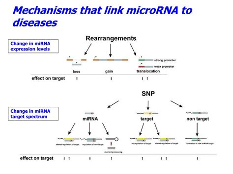 Ppt Micrornas Small Non Coding Rnas With Big Impact In Biology