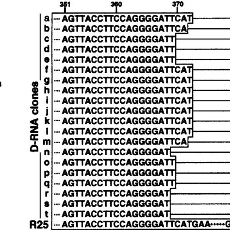 A Schematic Representation Of Restriction Enzyme Map Of Bmv R25 Rna3