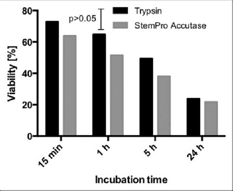The Effect Of Incubation Time On Cell Viability For Trypsin And