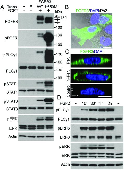 Activation Of Fgfr Signal Transduction In 293t And Rcs Cells A 293t