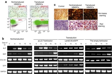 Characterization Of Transduced Hbmscs In Vitro A Influence Of