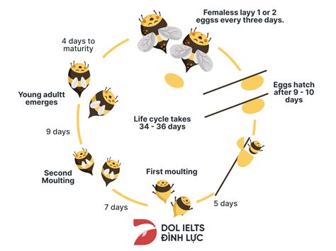 Cách Viết Dạng Process Ielts Writing Task 1 Và Chữa đề Bài Mẫu