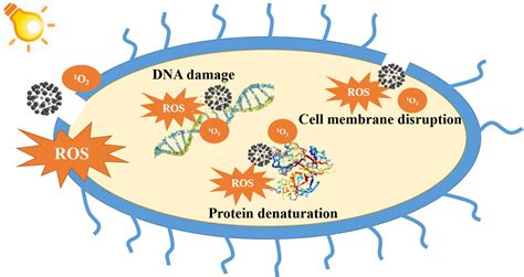 Frontiers Antimicrobial Photodynamic Therapy For Inactivation Of My