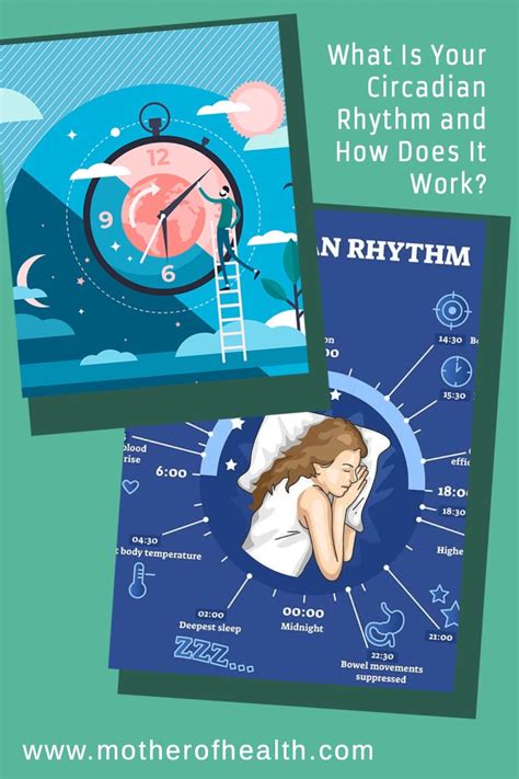 What Is Your Circadian Rhythm And How Does It Work Holistic Health