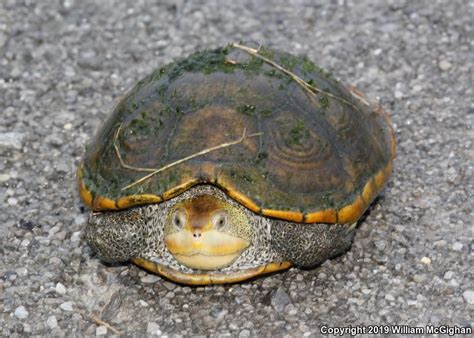 mississippi diamond backed terrapin malaclemys terrapin pileata
