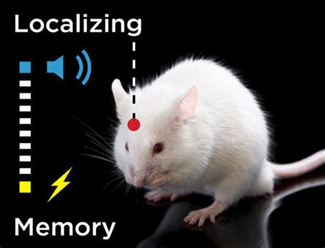 research research news 2013 long term memory in the cortex