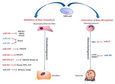 Ncrna Free Full Text Non Coding Rnas In Multiple Myeloma Bone