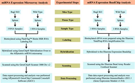 Flow Chart Illustrating The Steps For Mirna Expression Microarray