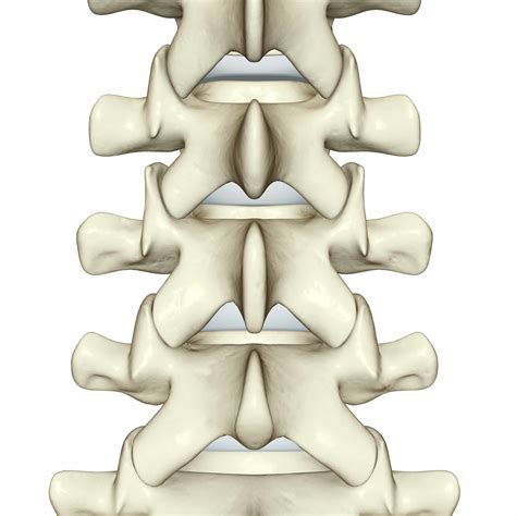 Spinal Anatomy Including Transverse Process And Lamina The Best Porn
