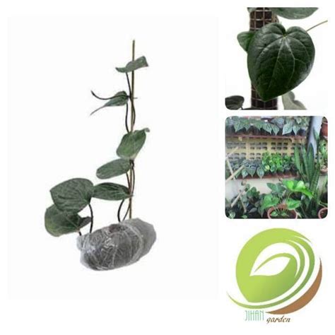 Detail Gambar Daun Sirih Hitam Putih Koleksi Nomer 19