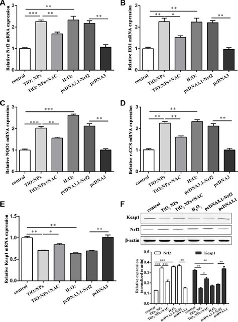 Tio2 Nps Activated Nrf2 Are Signaling Pathway In Corneal Endothelial