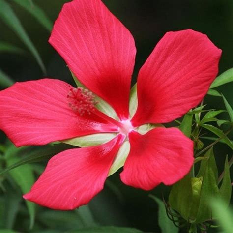 Hibiscus Syriacus Double White Winter Hardy 10 50 250 Or Etsy