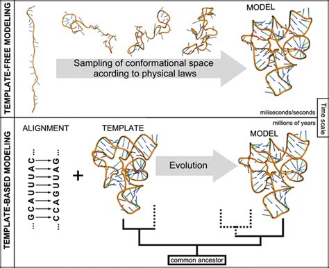 Rna And Protein 3d Structure Modeling Similarities And Differences