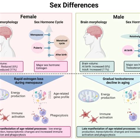 Sex Differences In The Brain During Development And Aging The Female