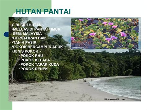 Hutan Pantai Di Malaysia Harga Keladi Ace Of Heart