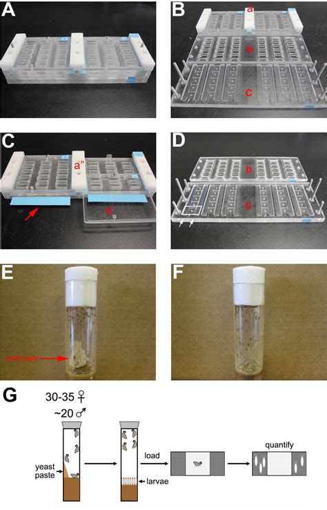 High Throughput Assay To Examine Egg Laying Preferences Of Individual