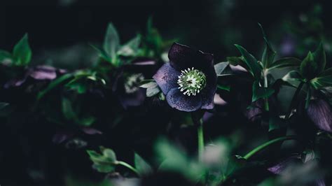Dark Flowers Wallpapers Wallpaper Cave