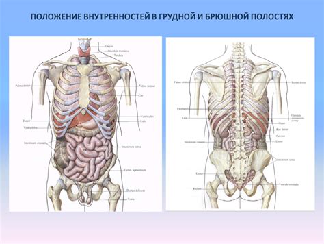 Внутренние органы человека схема расположения у женщин с названиями и