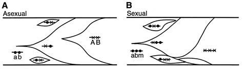 why sex and recombination