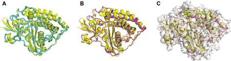 The Modeled Protein Structure By Mainmast From Emd 2513 Chain A A