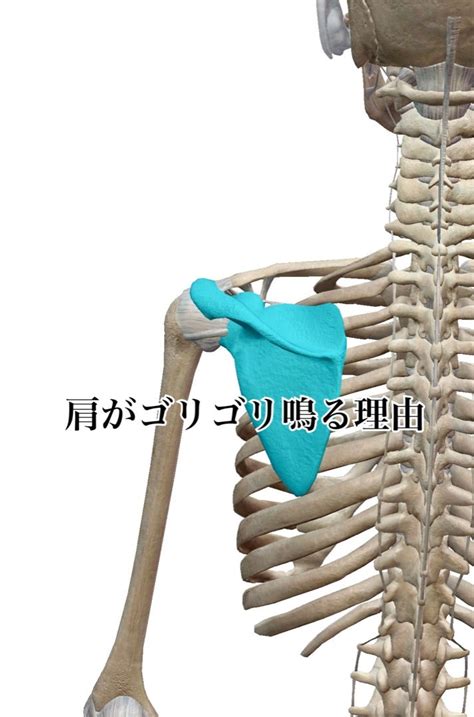 肩を回すとゴリゴリ音がする理由・岡山 肩こり Team ノウハウチームノウハウ【岡山整体】のブログ