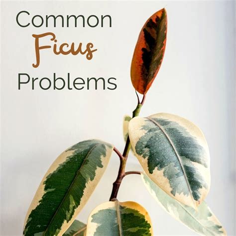 Ficus Benjamina Pests And Diseases How To Identify And Treat Them