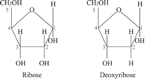 17 Ribose And Deoxyribose Download Scientific Diagram