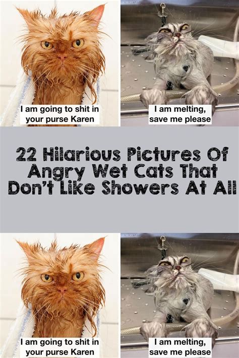 22 Hilarious Pictures Of Angry Wet Cats That Dont Like Showers At All