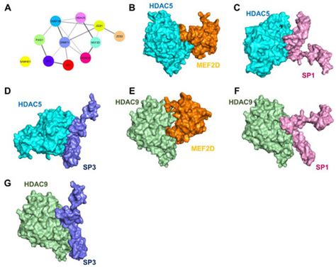 Ijms Free Full Text The Dual Functions Of Andrographolide In The