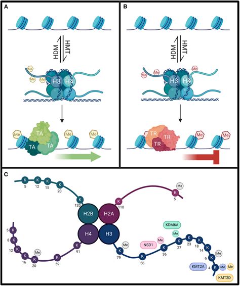 Histone Methylation Regulates Gene Expression Through Recruitment Of