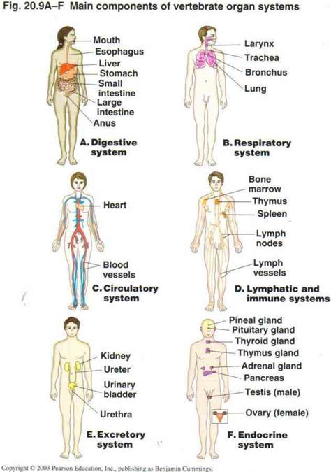 Immune System Function And Organs