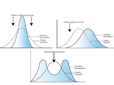 Natural Selection Atar Biology