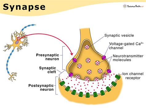 Synapse Definition Types Structure Functions And Diagram