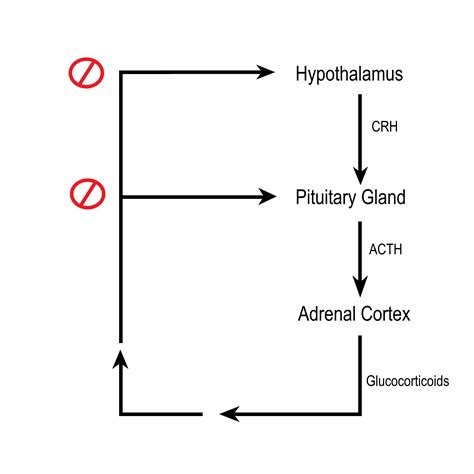 Adrenal Cortex Feedback Loop