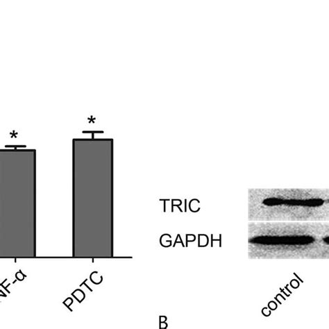 The Expression Of Tric Was Upregulated By The Activation Of The Nf κb