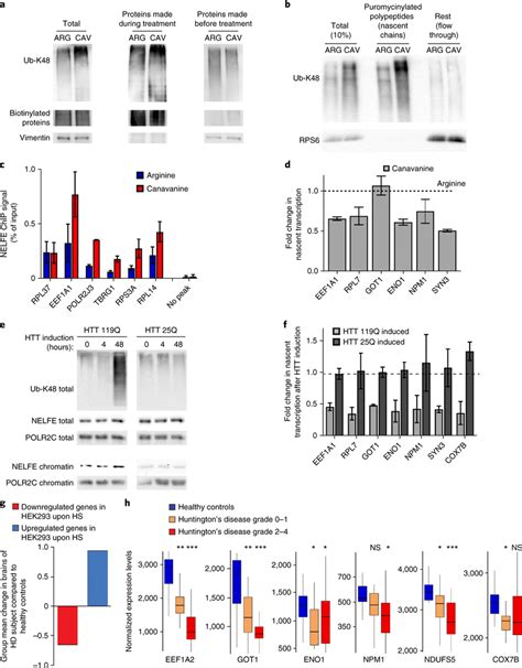 Acute And Chronic Proteotoxic Stress Cause Gene Downregulation A B