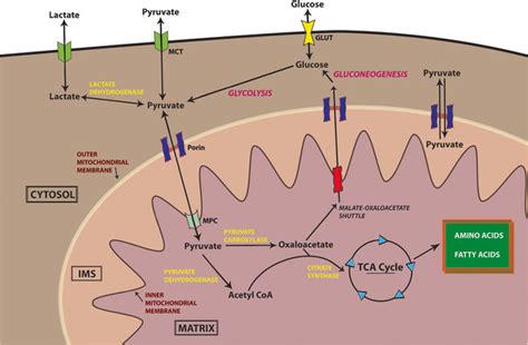 Overview Of Cellular Pyruvate Movement And Metabolism Download