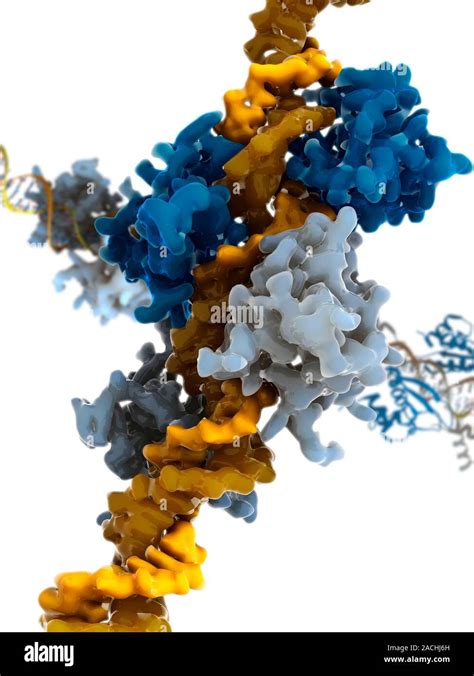 Interferon Regulatory Factor Molecular Model Of Interferon Regulatory