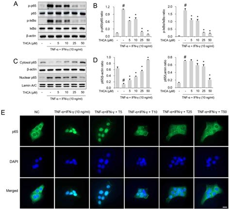 3 4 5‑trihydroxycinnamic Acid Exerts Anti‑inflammatory Effects On Tnf‑α