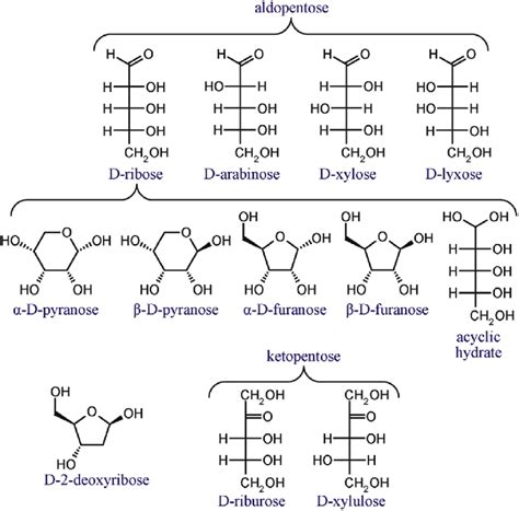 D Ribose And Some Pentoses With Similar Structure Download