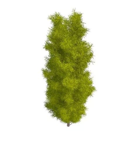 Longleaf شجرة صنوبر نموذج ثلاثي الأبعاد Max Vray Open3dmodel