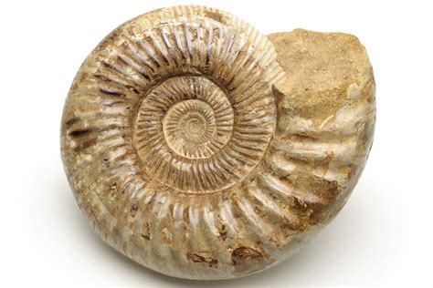 7 8 Jurassic Ammonite Perisphinctes Madagascar 227591 For Sale