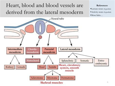 Ppt Directed Differentiation Of Es Cells Into Cardiac Mesoderm